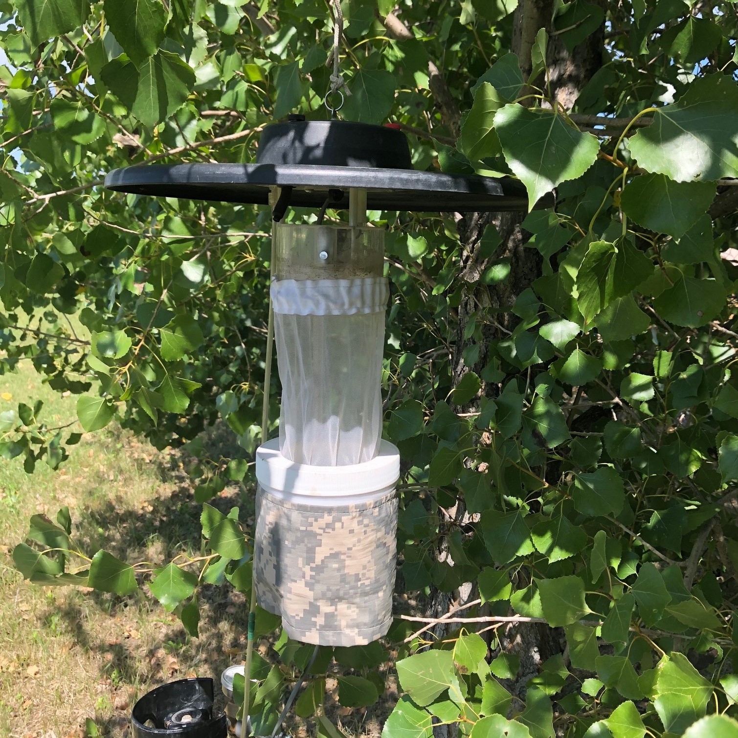 Skeeter trap counts preclude need for fogging – The Carillon