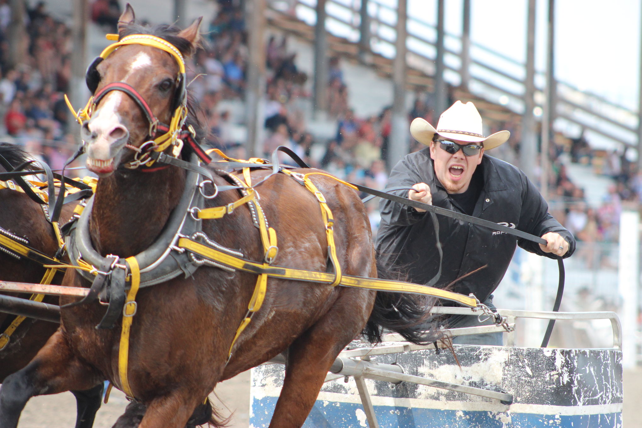 Rodeo stampedes into Morris – The Carillon